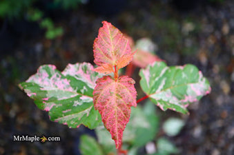 Buy Acer rubescens 'Red Flamingo' Snakebark Maple — Mr Maple │ Buy ...