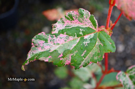 Buy Acer rubescens 'Red Flamingo' Snakebark Maple — Mr Maple │ Buy ...