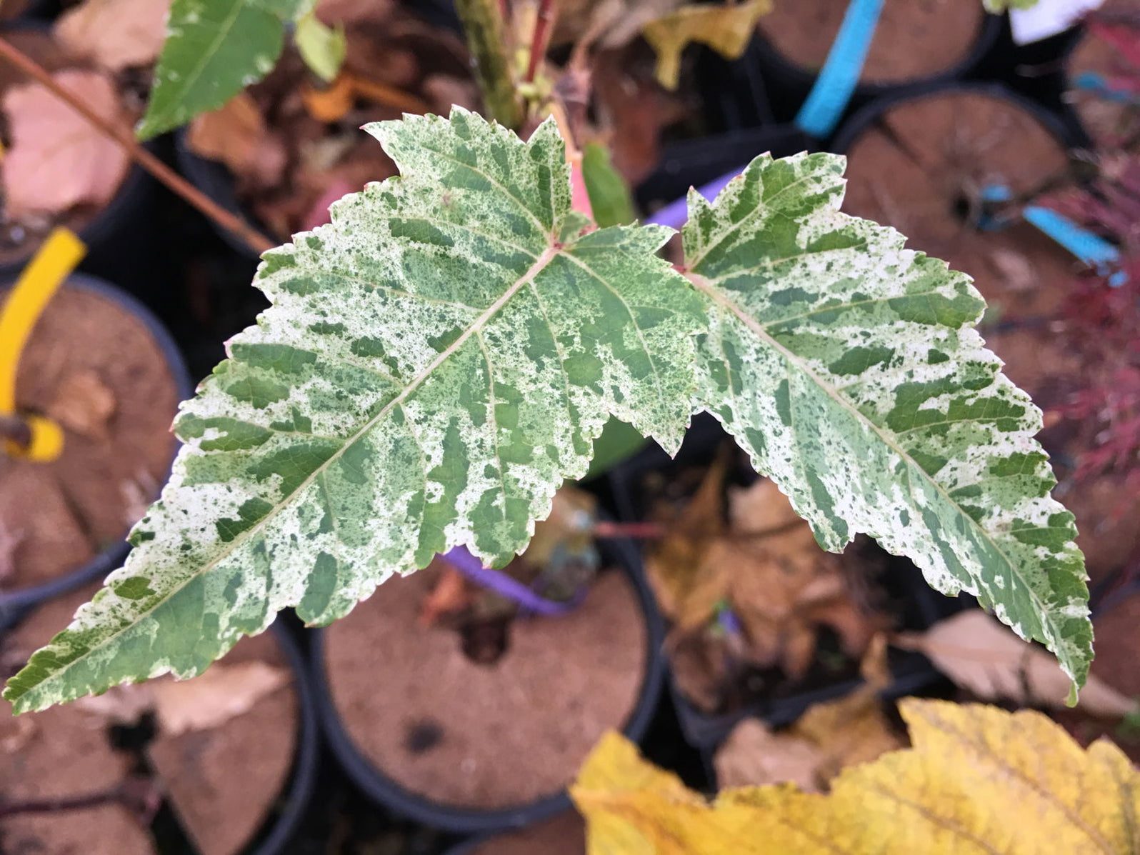 Buy Acer rubescens 'Tickled Pink' Variegated Snakebark Japanese Maple ...