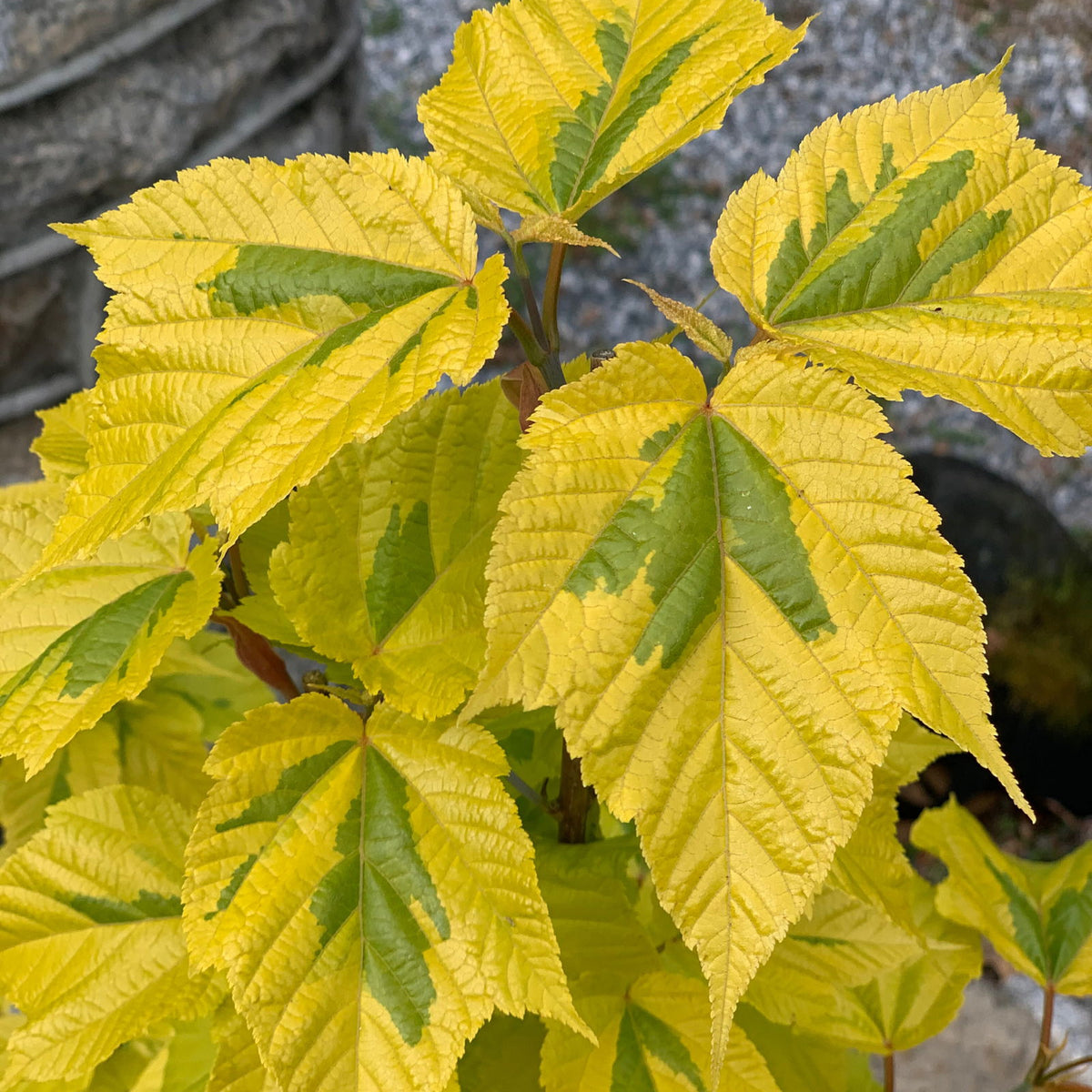 Acer rufinerve 'Sunshine' Variegated Snakebark Japanese Maple — Mr ...