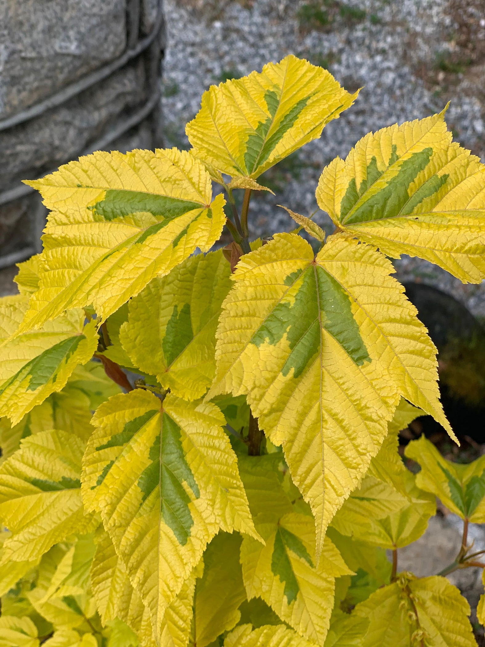 Acer rufinerve 'Sunshine' Variegated Snakebark Japanese Maple — Mr ...