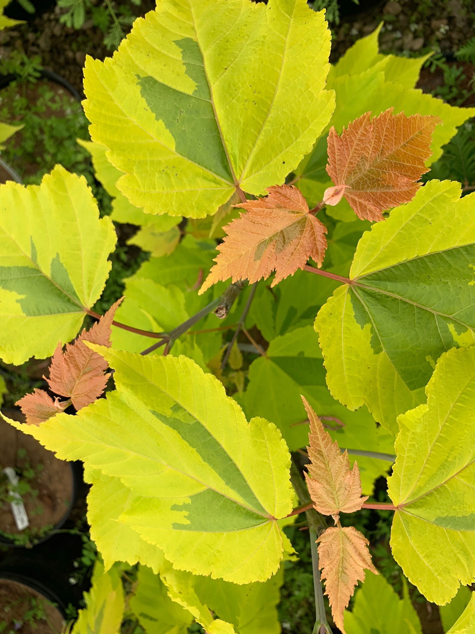 Acer rufinerve 'Sunshine' Variegated Snakebark Japanese Maple — Mr ...