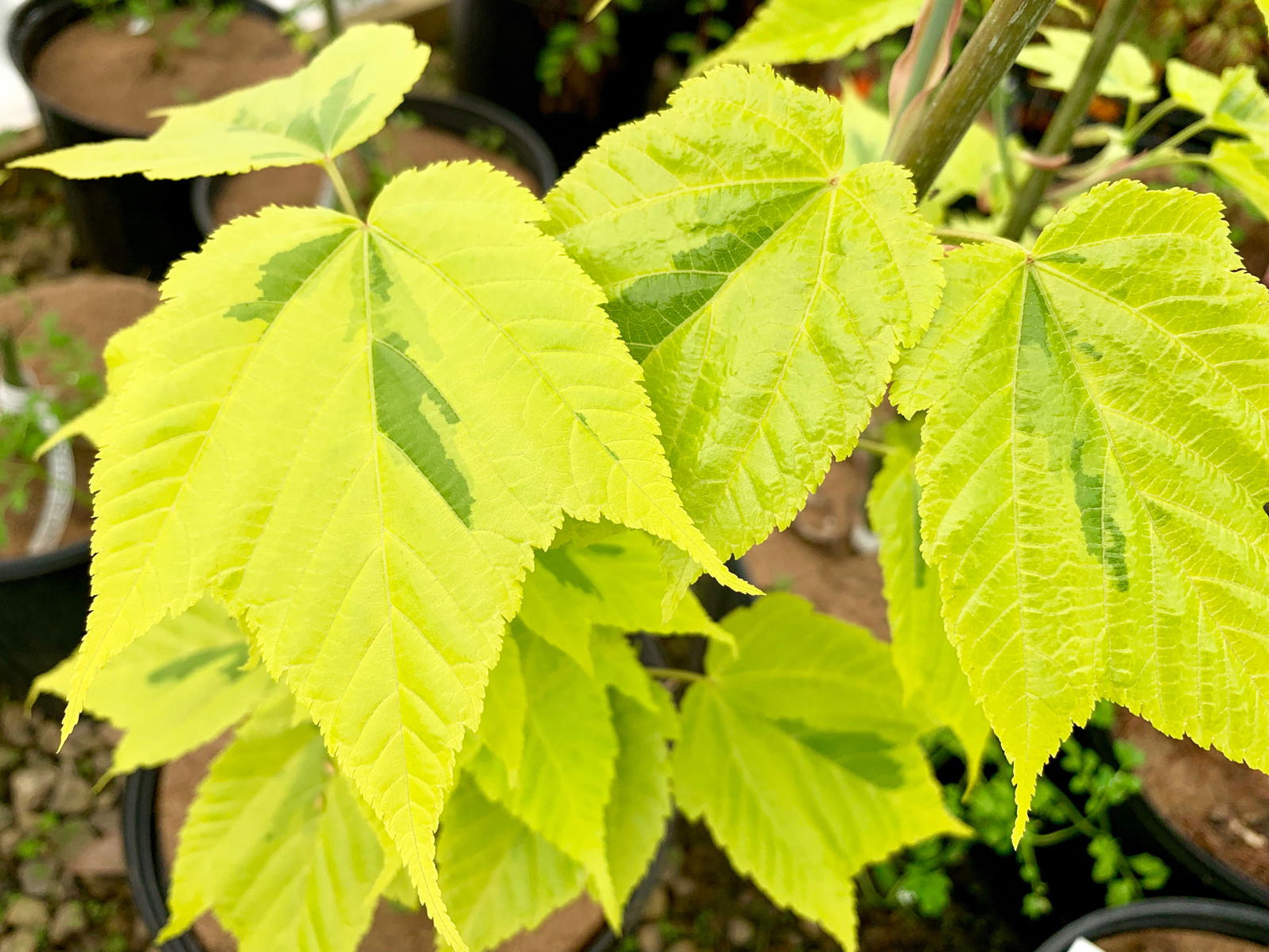 Acer rufinerve 'Sunshine' Variegated Snakebark Japanese Maple — Mr ...