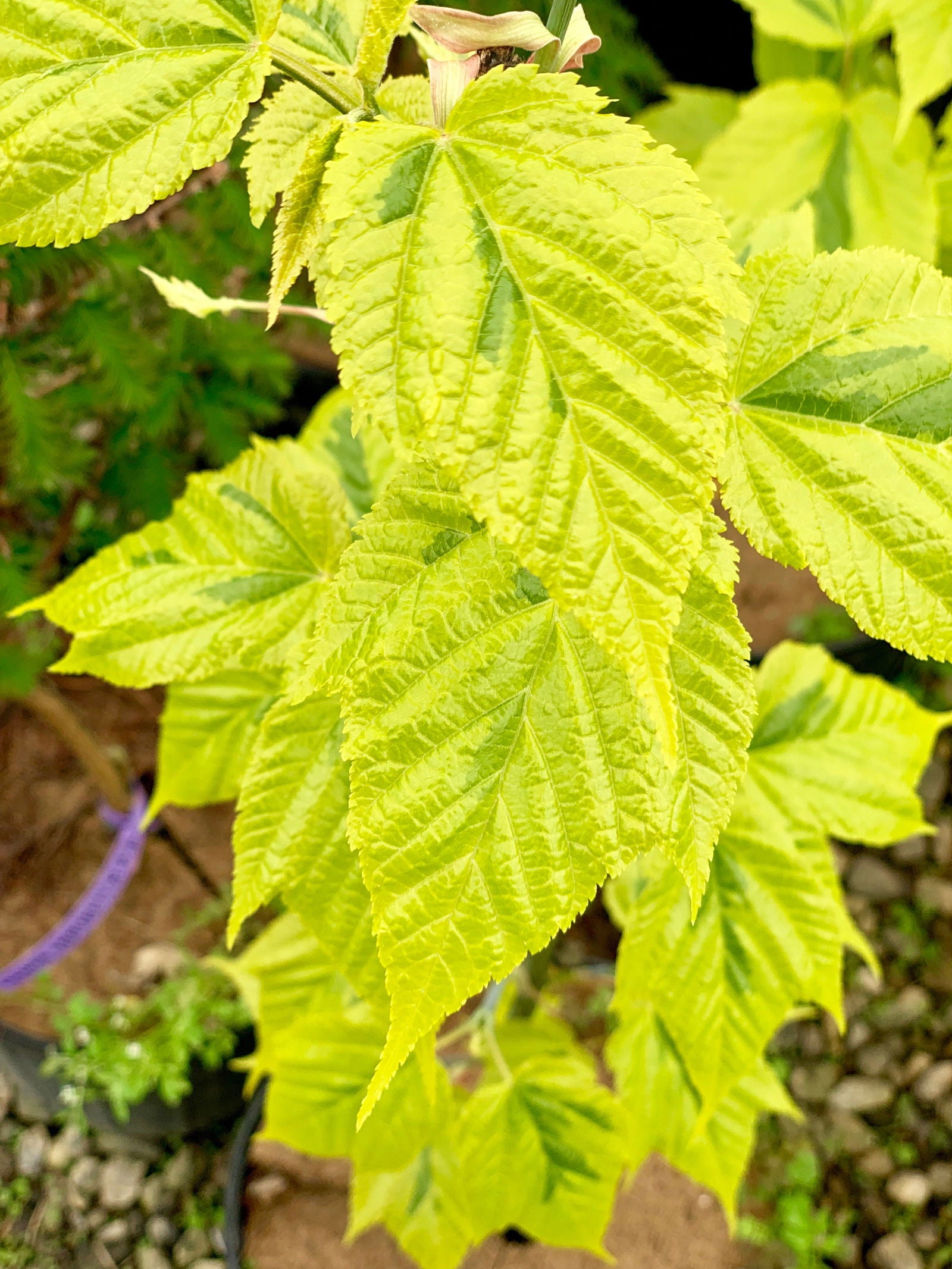 Acer rufinerve 'Sunshine' Variegated Snakebark Japanese Maple — Mr ...