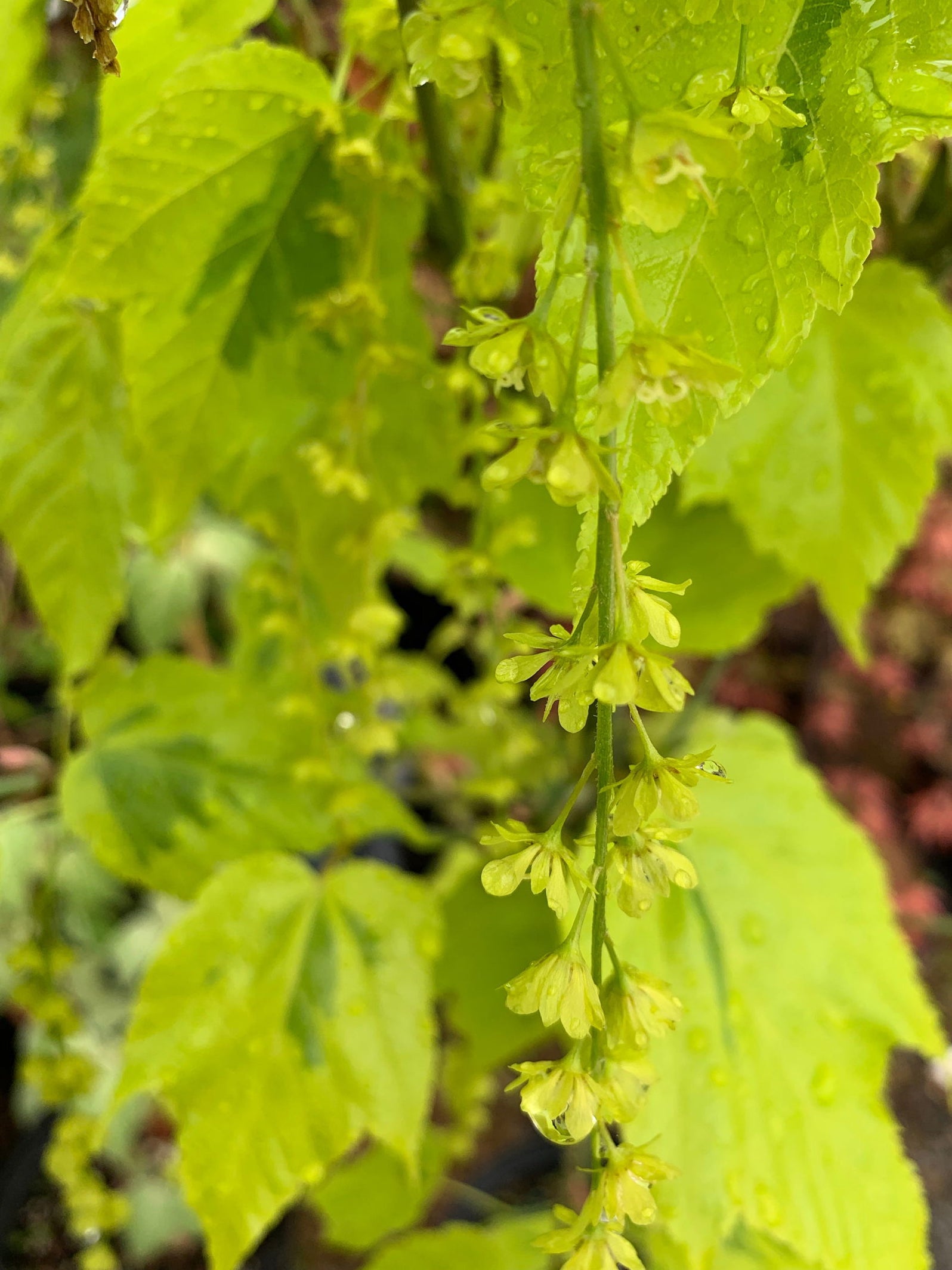 Acer rufinerve 'Sunshine' Variegated Snakebark Japanese Maple — Mr ...
