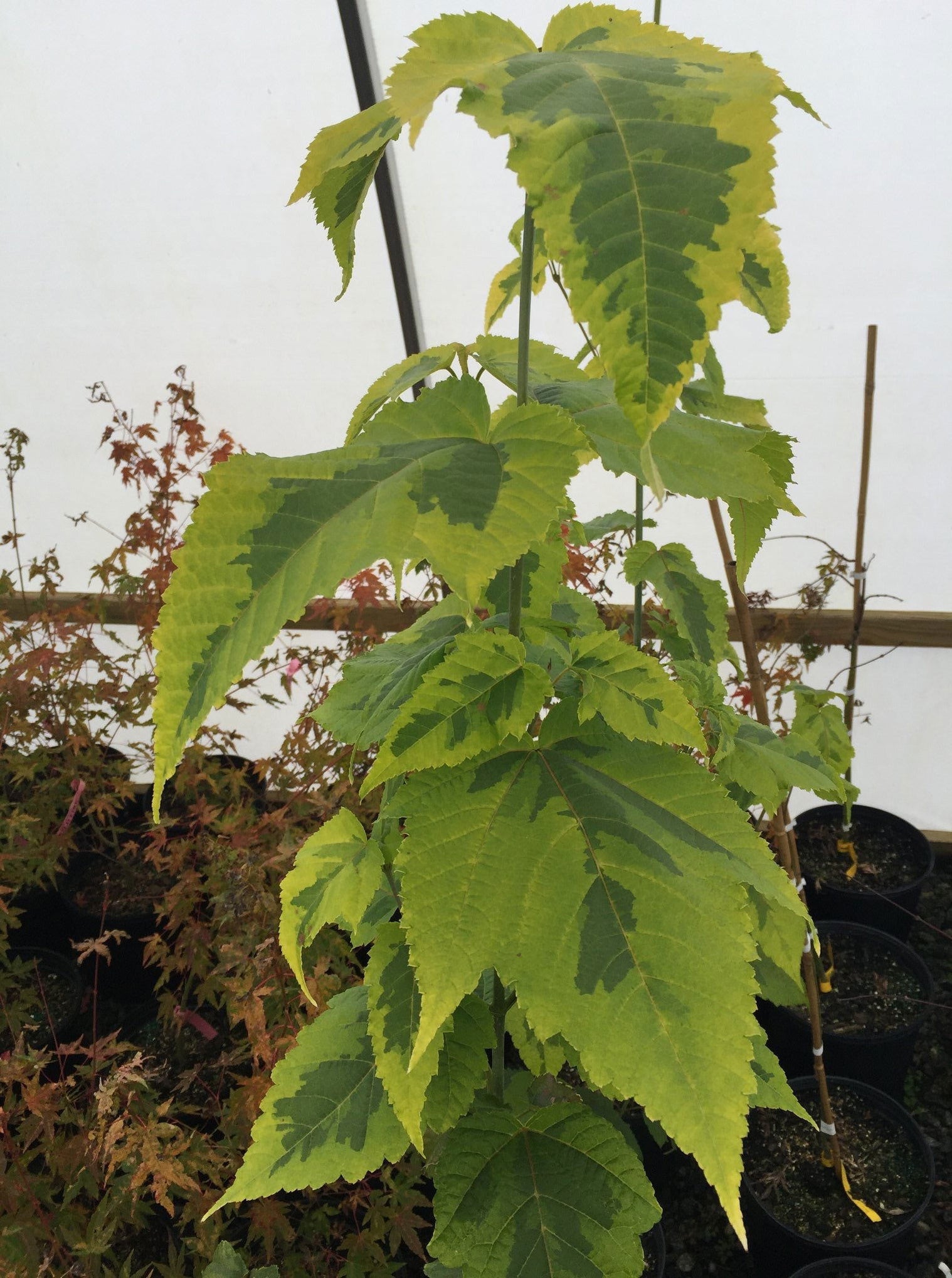 Acer rufinerve 'Sunshine' Variegated Snakebark Japanese Maple — Mr ...