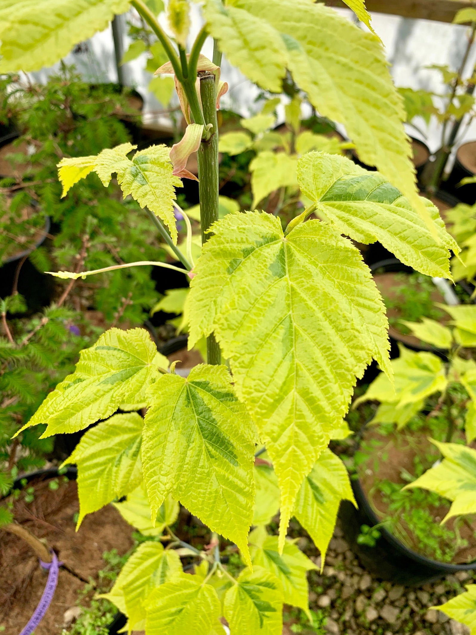 Acer rufinerve 'Sunshine' Variegated Snakebark Japanese Maple — Mr ...