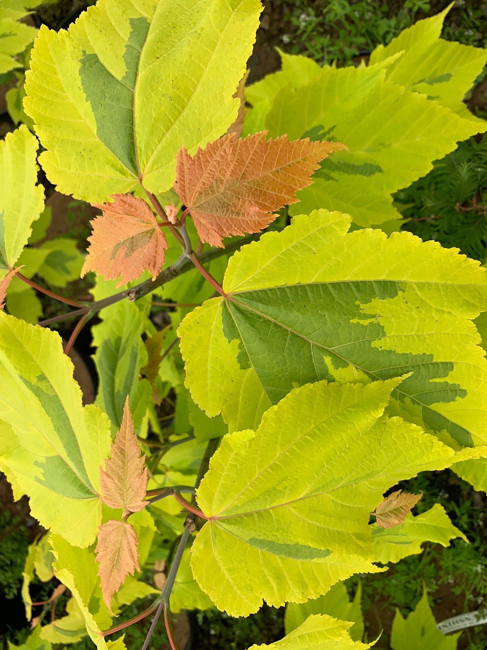 Acer rufinerve 'Sunshine' Variegated Snakebark Japanese Maple — Mr ...