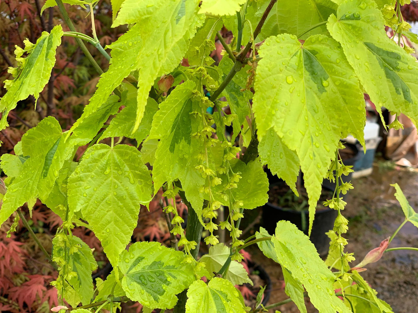 Acer rufinerve 'Sunshine' Variegated Snakebark Japanese Maple — Mr ...