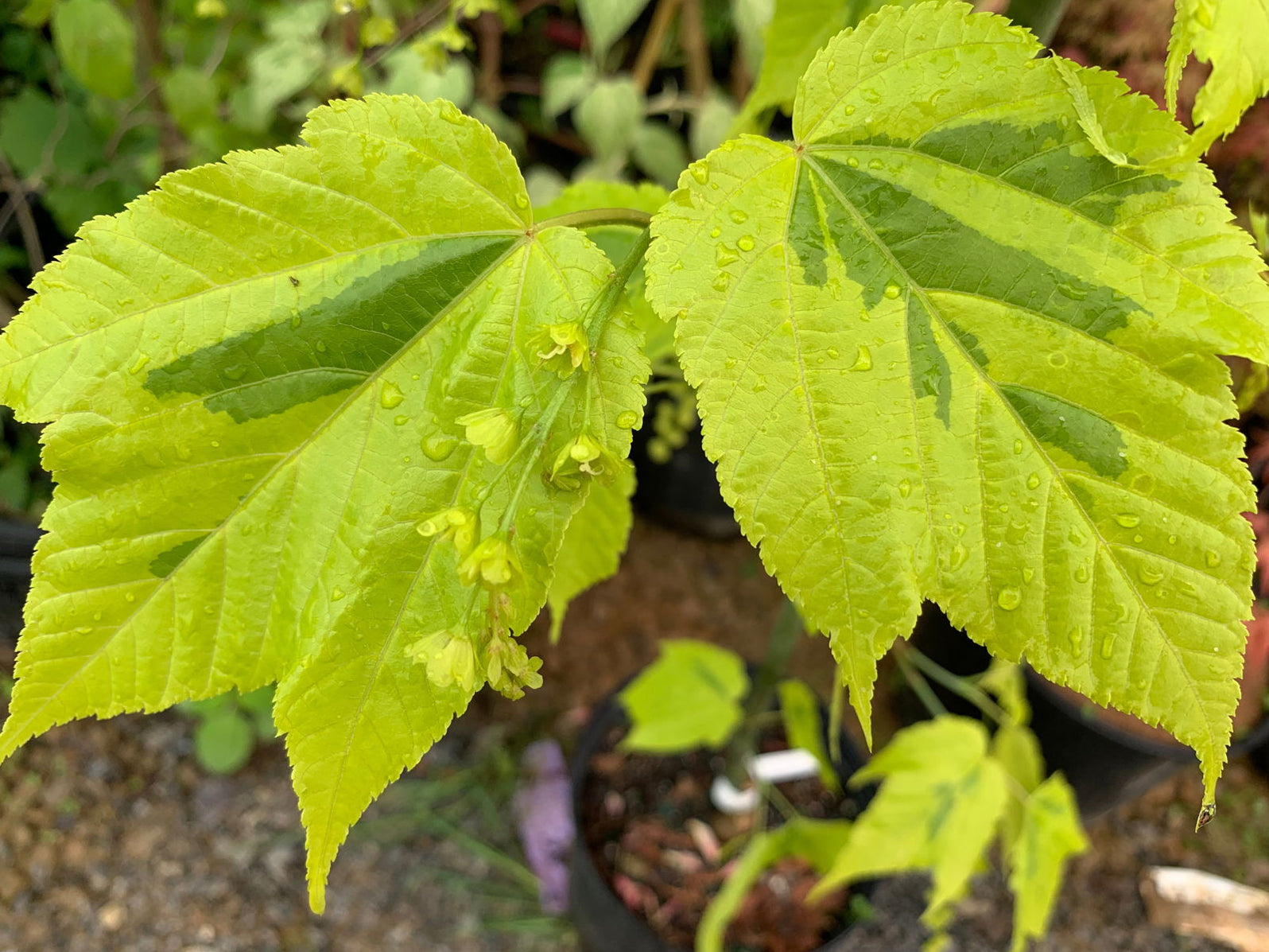 Acer rufinerve 'Sunshine' Variegated Snakebark Japanese Maple — Mr ...
