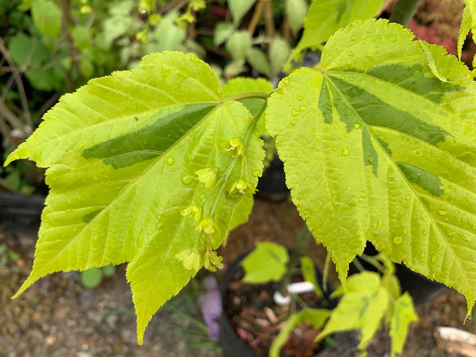 Acer rufinerve 'Sunshine' Variegated Snakebark Japanese Maple — Mr ...