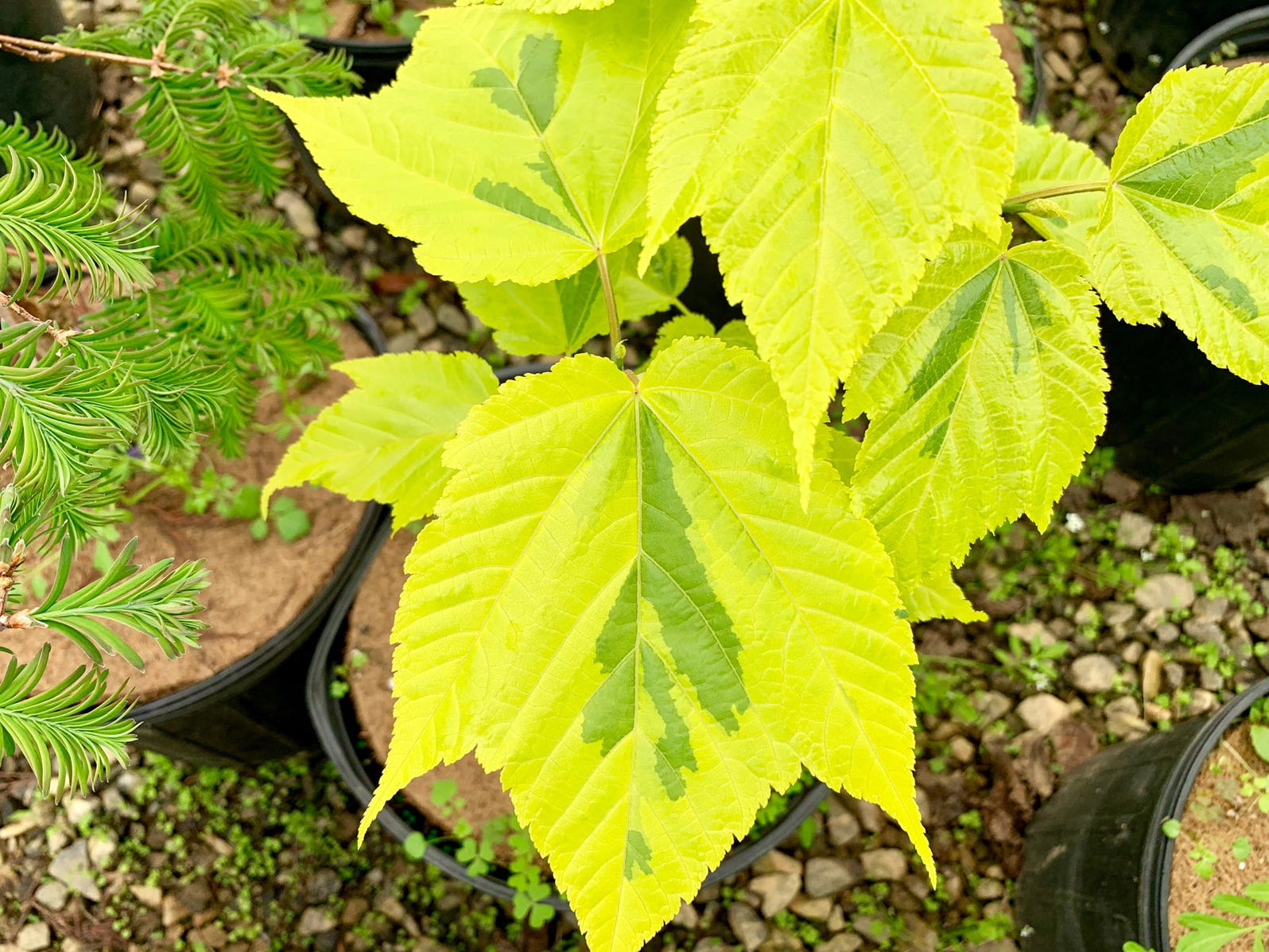 Acer rufinerve 'Sunshine' Variegated Snakebark Japanese Maple — Mr ...