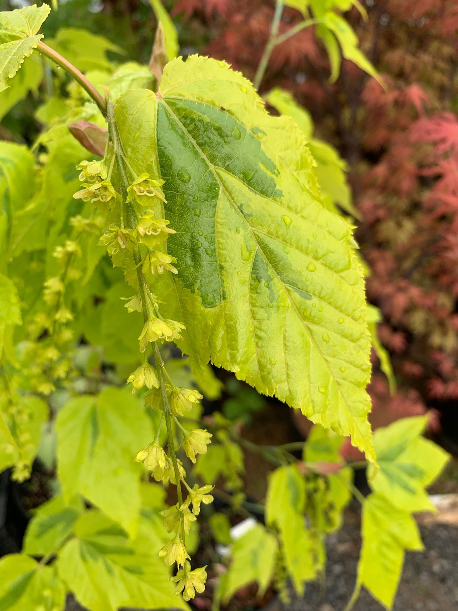 Acer rufinerve 'Sunshine' Variegated Snakebark Japanese Maple — Mr ...