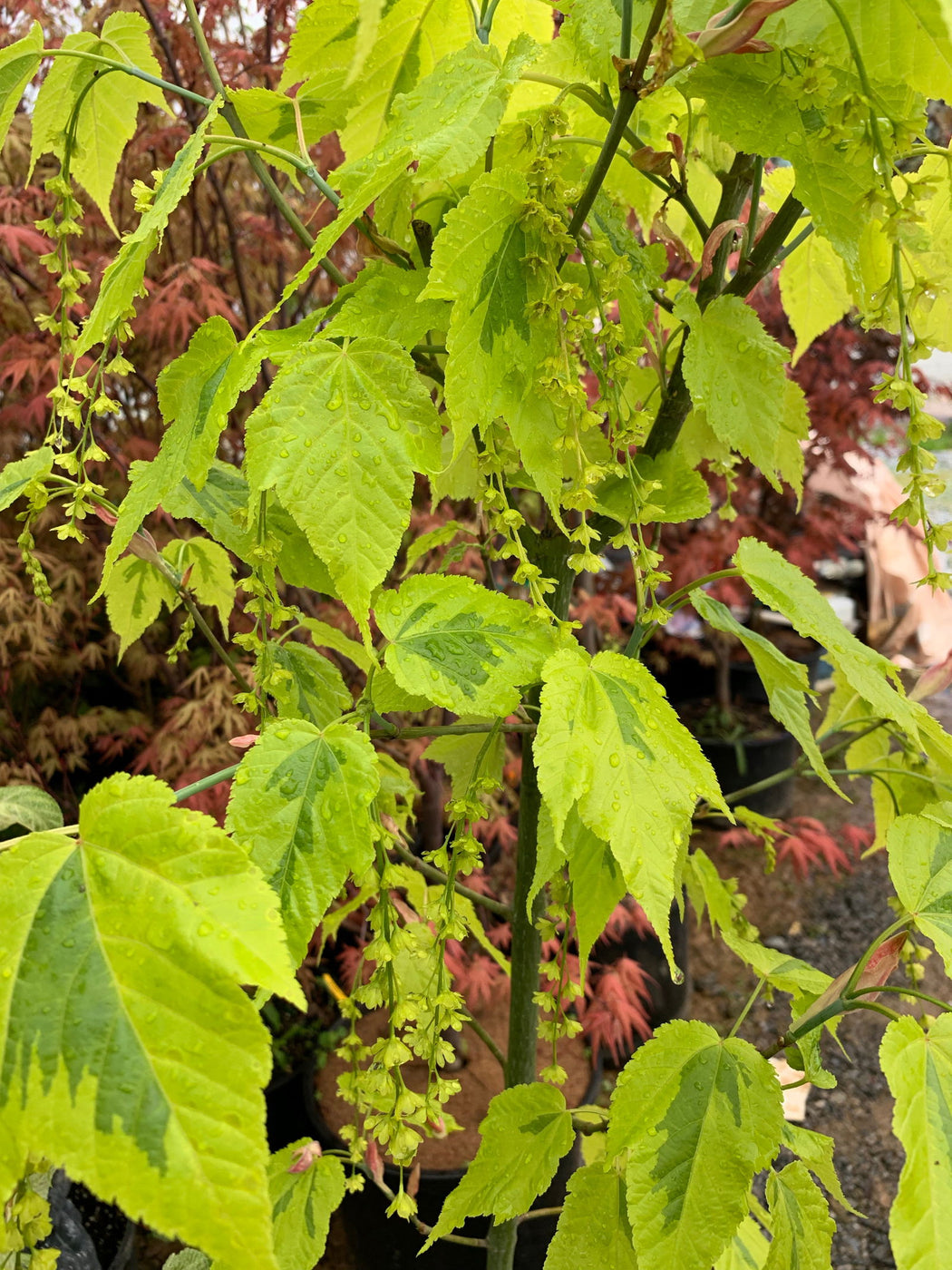 Acer rufinerve 'Sunshine' Variegated Snakebark Japanese Maple — Mr ...