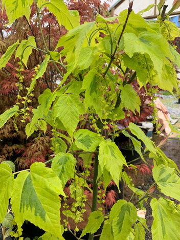 Acer rufinerve 'Sunshine' Variegated Snakebark Japanese Maple — Mr ...