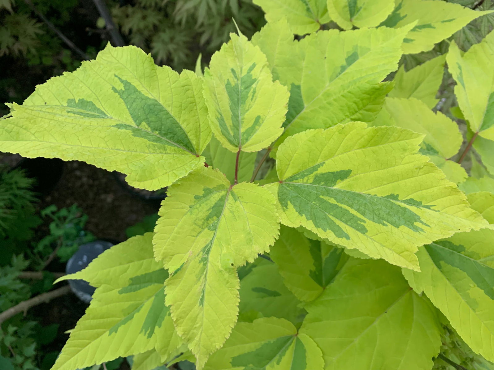 Acer rufinerve 'Sunshine' Variegated Snakebark Japanese Maple — Mr ...