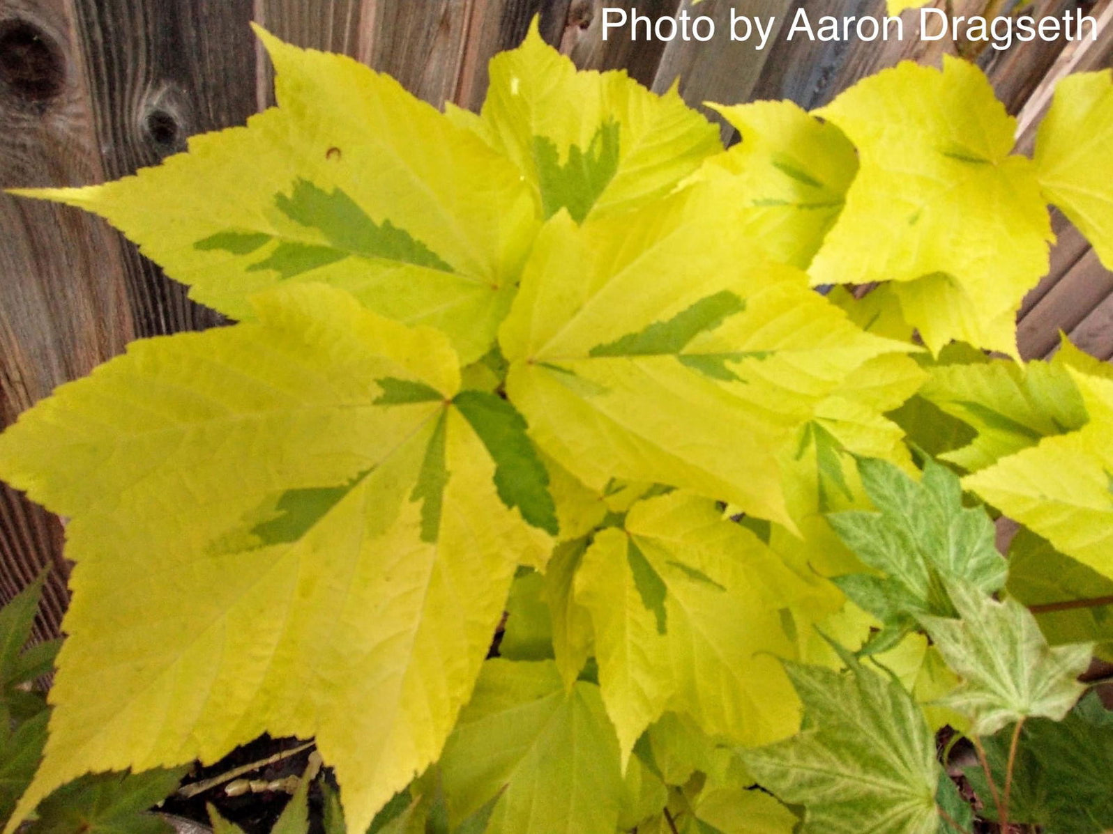 Acer rufinerve 'Sunshine' Variegated Snakebark Japanese Maple — Mr ...