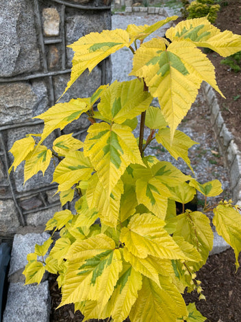 Acer rufinerve 'Sunshine' Variegated Snakebark Japanese Maple — Mr ...