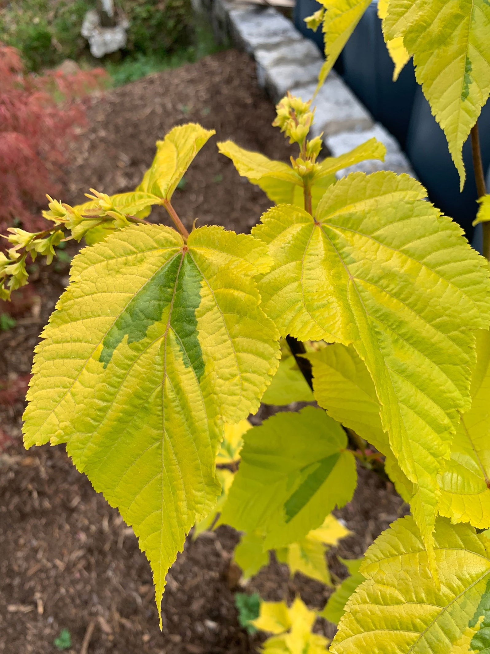 Acer rufinerve 'Sunshine' Variegated Snakebark Japanese Maple — Mr ...