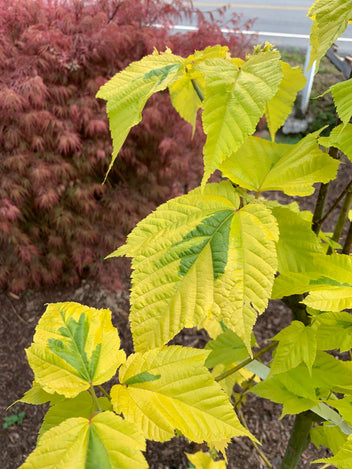 Acer rufinerve 'Sunshine' Variegated Snakebark Japanese Maple — Mr ...