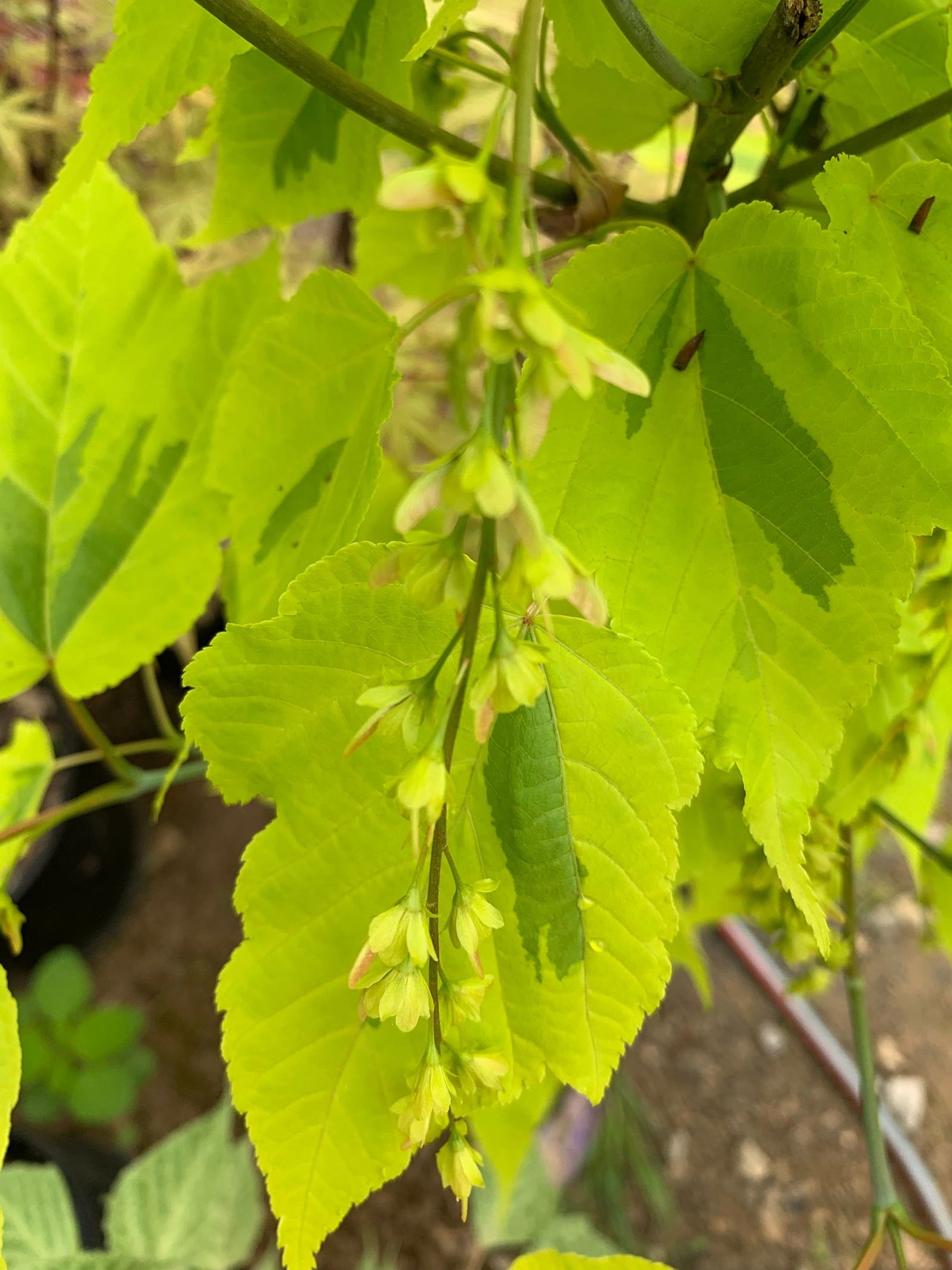 Acer rufinerve 'Sunshine' Variegated Snakebark Japanese Maple — Mr ...