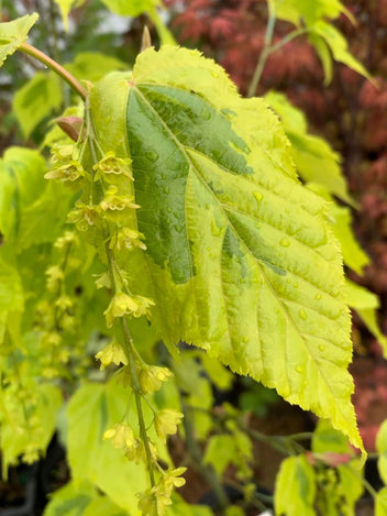 Acer rufinerve 'Sunshine' Variegated Snakebark Japanese Maple — Mr ...