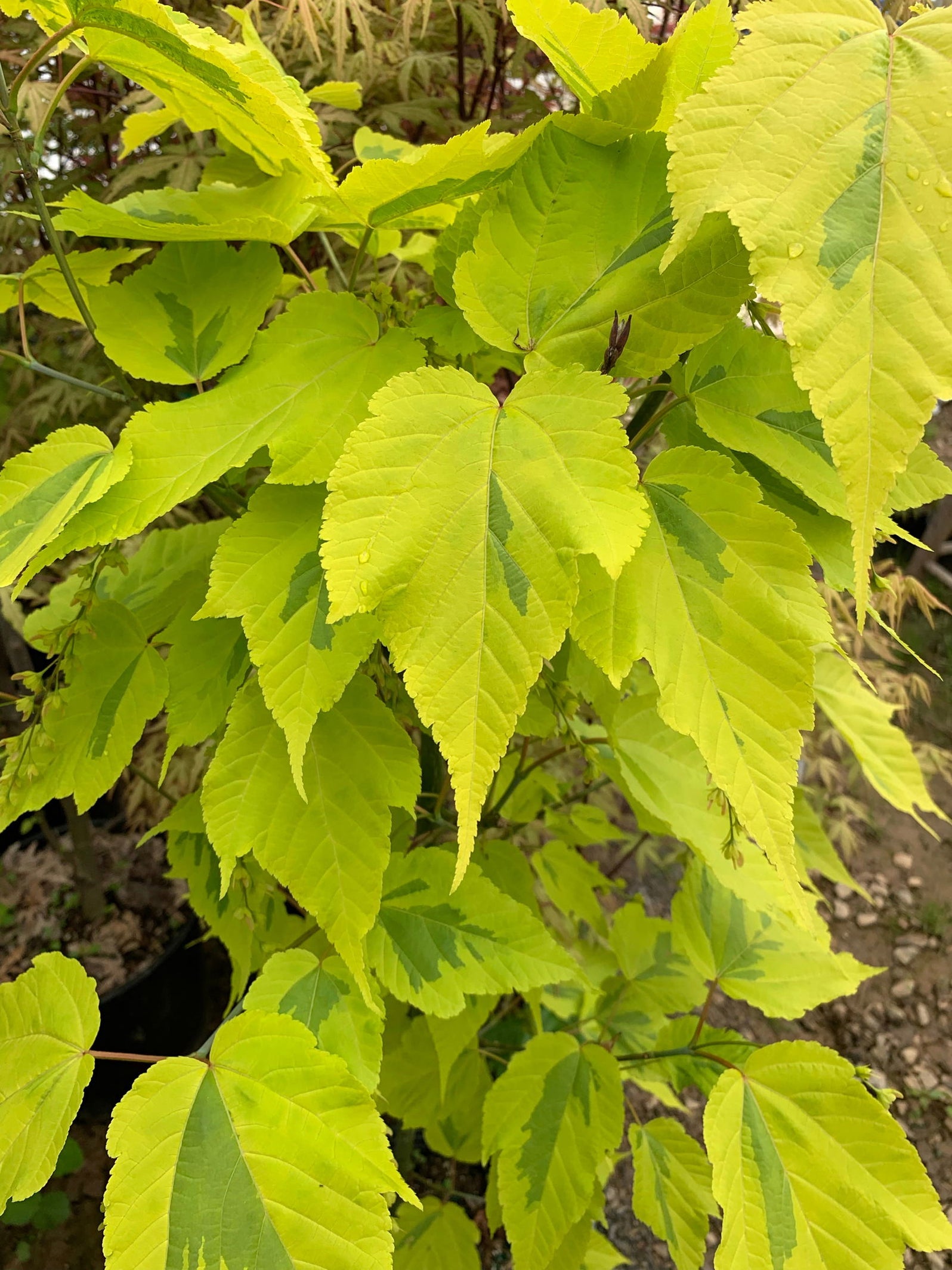 Acer rufinerve 'Sunshine' Variegated Snakebark Japanese Maple — Mr ...