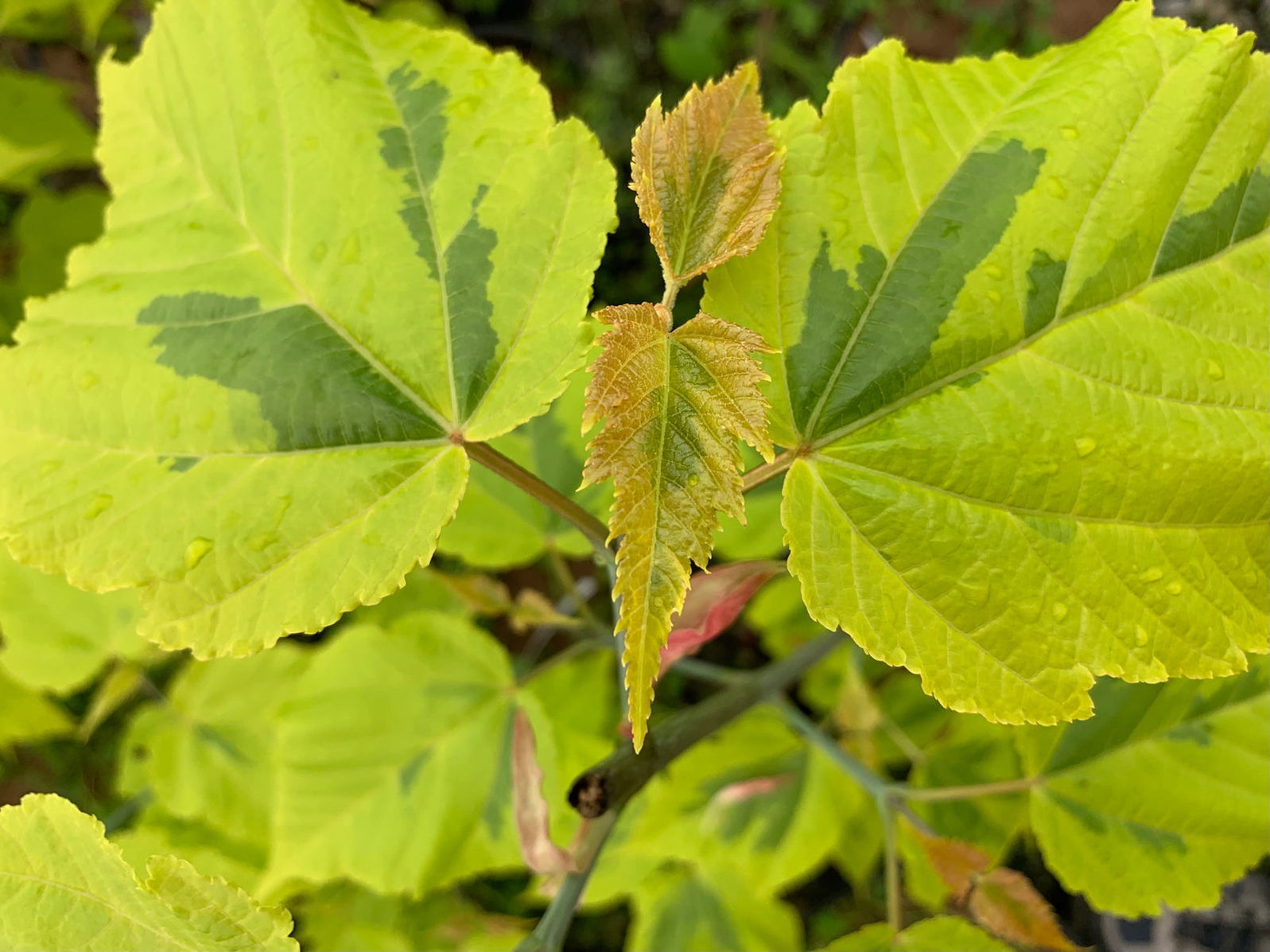 Acer rufinerve 'Sunshine' Variegated Snakebark Japanese Maple — Mr ...