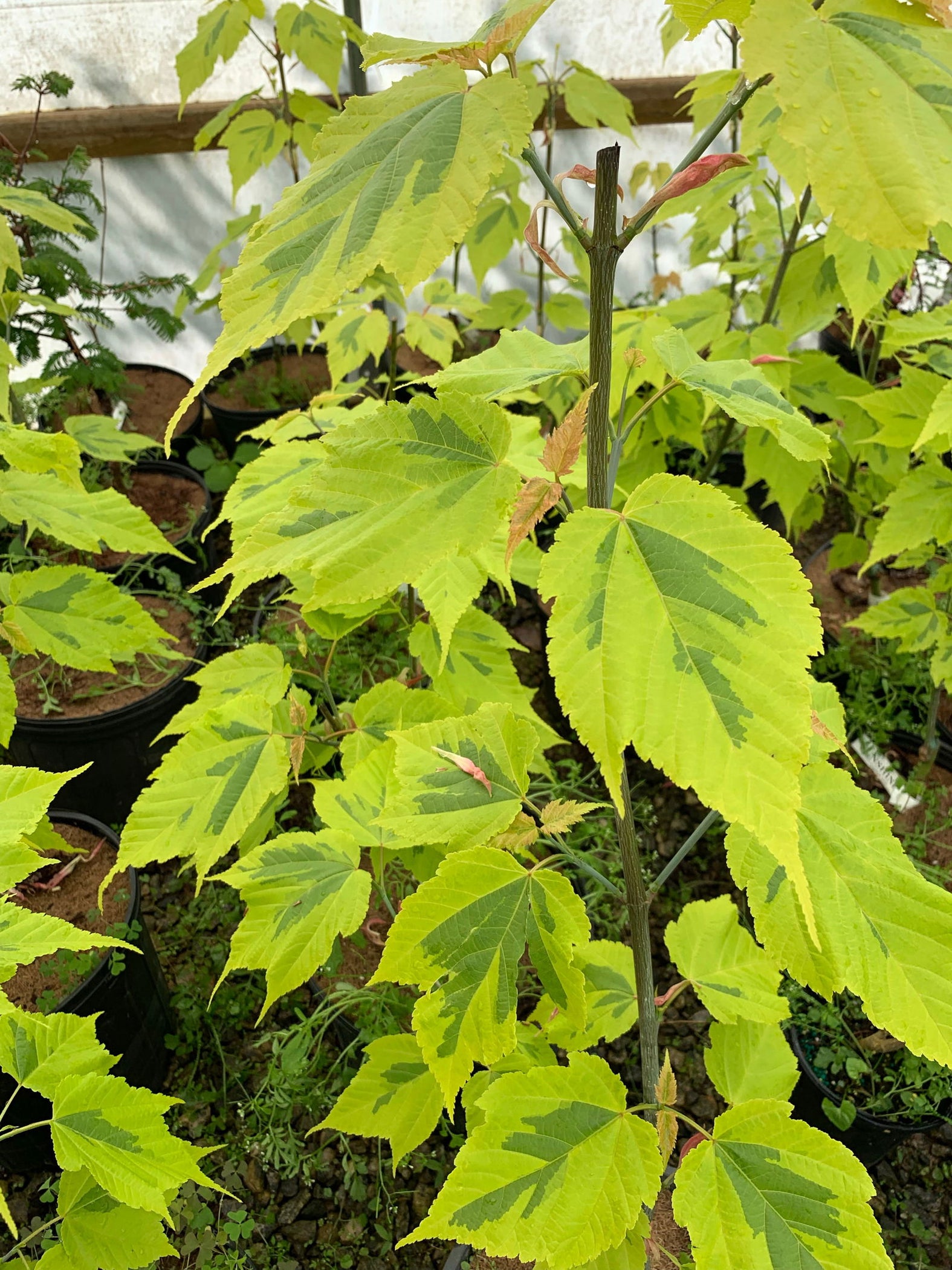 Acer rufinerve 'Sunshine' Variegated Snakebark Japanese Maple — Mr ...