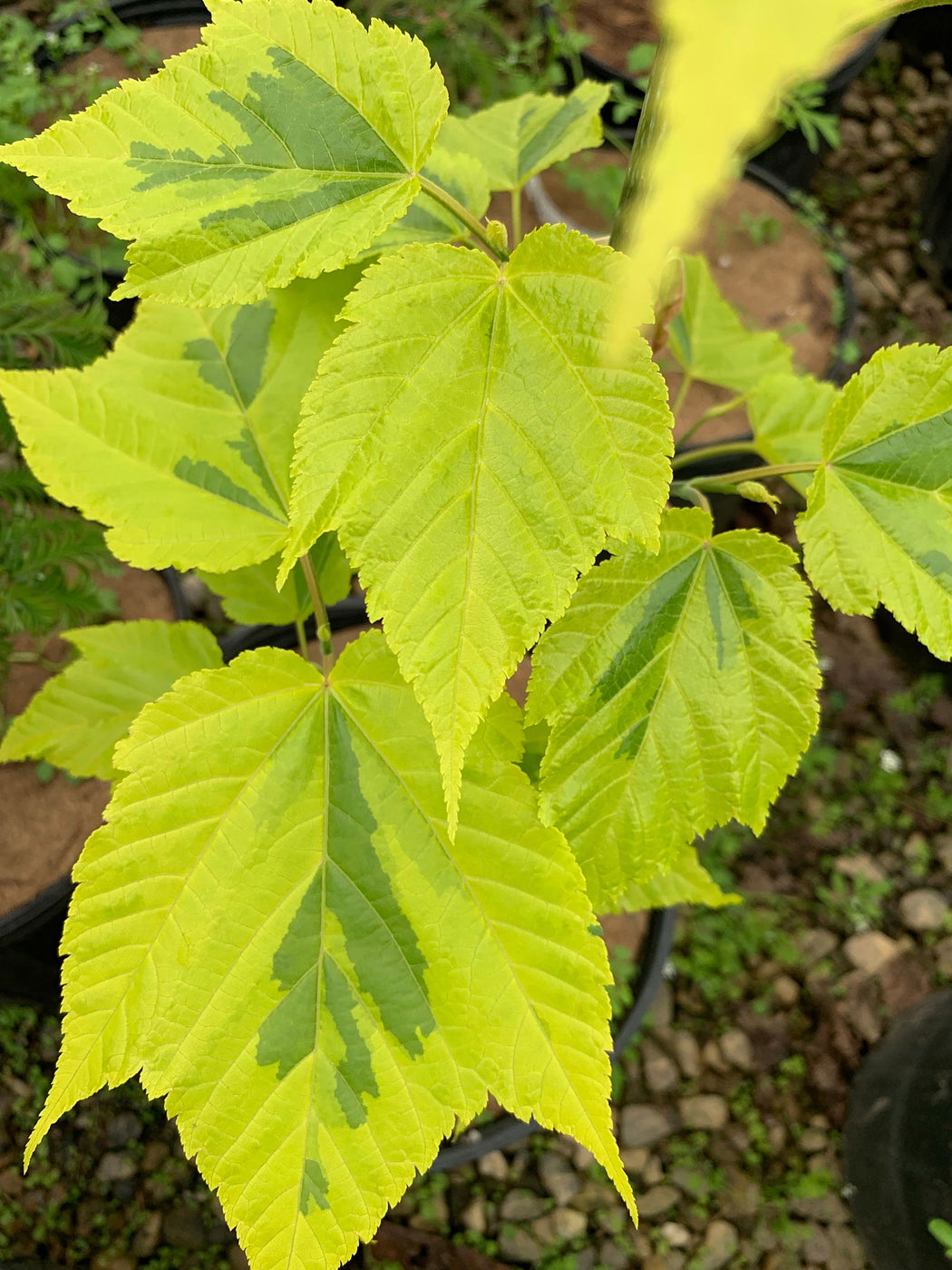 Acer rufinerve 'Sunshine' Variegated Snakebark Japanese Maple — Mr ...