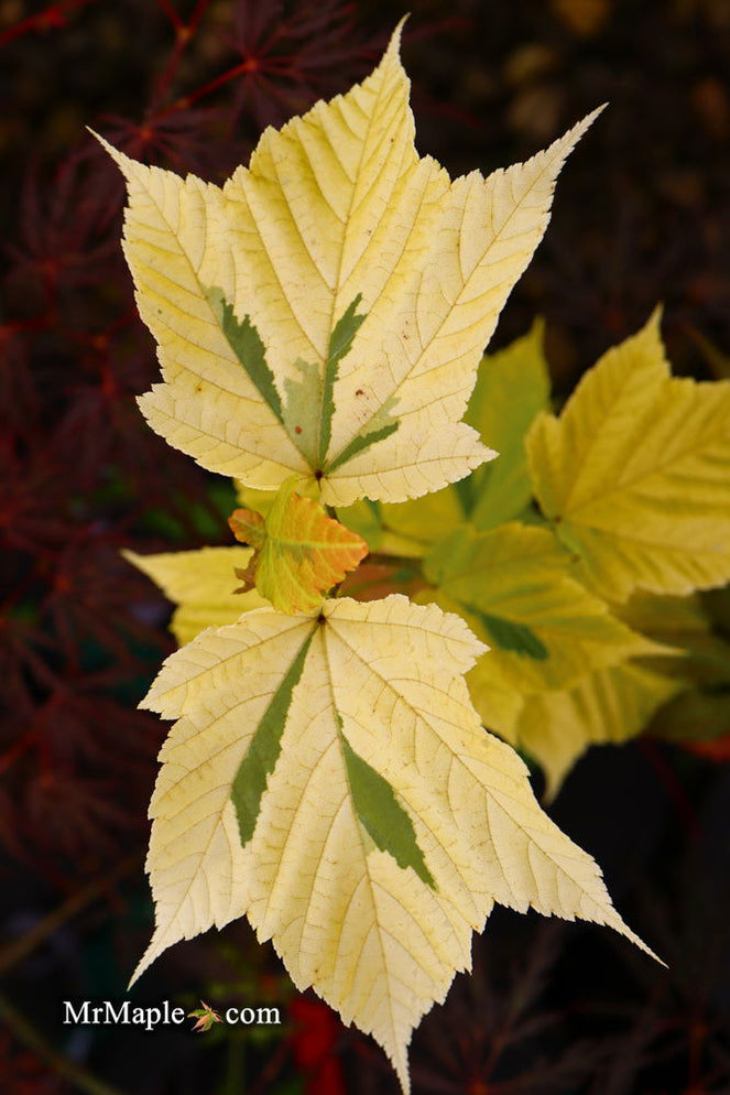 Acer rufinerve 'Sunshine' Variegated Snakebark Japanese Maple — Mr ...