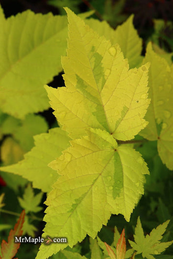 Acer rufinerve 'Sunshine' Variegated Snakebark Japanese Maple — Mr ...