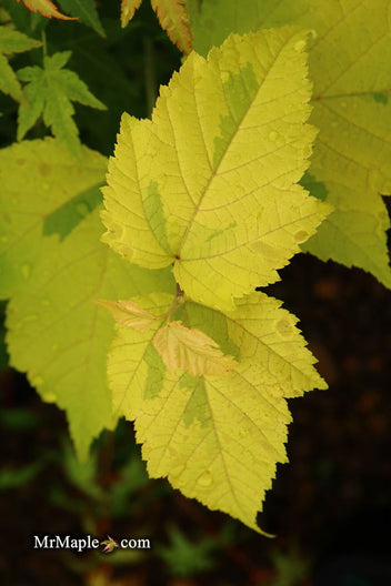 Acer rufinerve 'Sunshine' Variegated Snakebark Japanese Maple — Mr ...