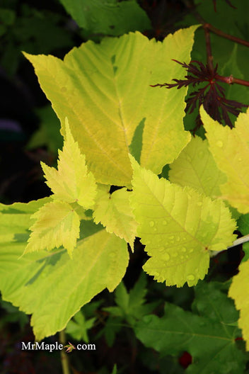 Acer rufinerve 'Sunshine' Variegated Snakebark Japanese Maple — Mr ...
