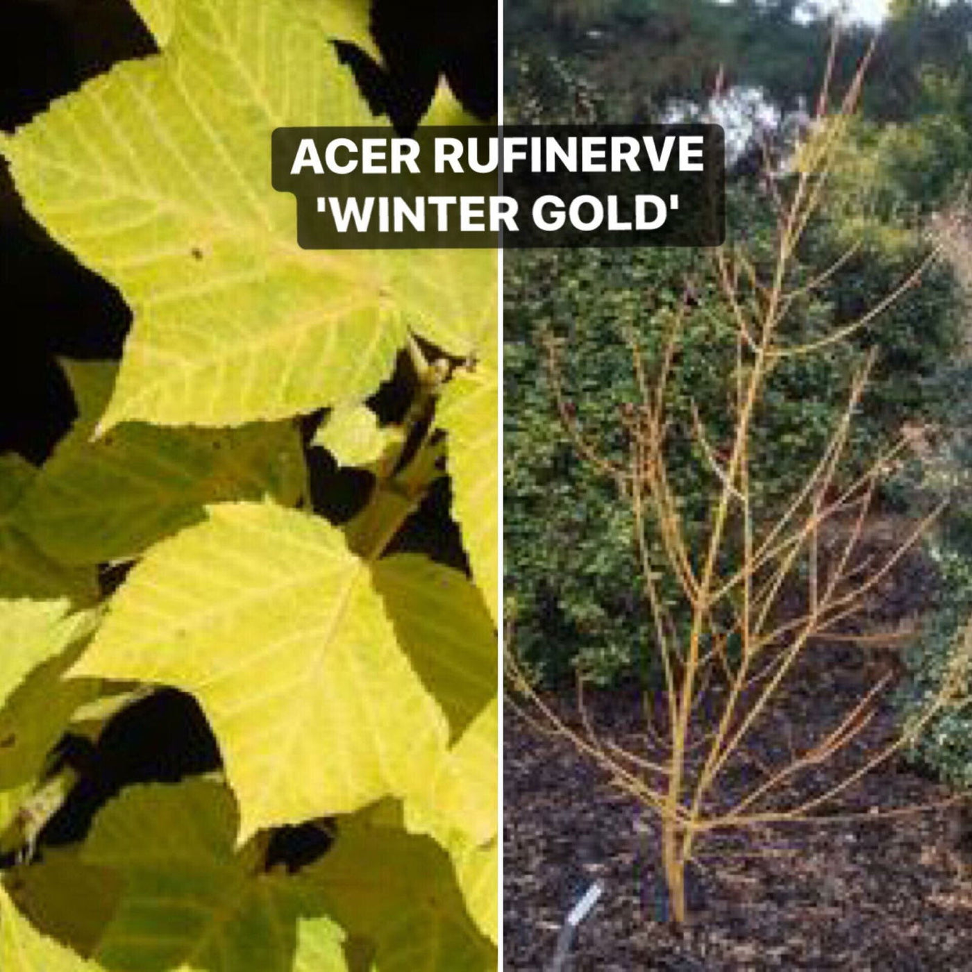 Buy Acer rufinerve 'Winter Gold' Yellow Bark Snakebark Japanese Maple ...