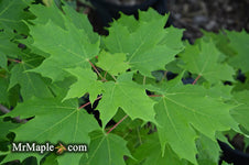 Buy Acer saccharum 'Fairview' Rounded Form Sugar Maple — Mr Maple │ Buy ...