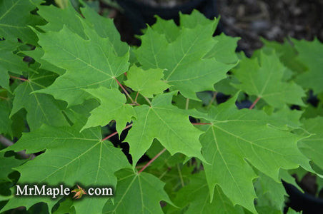 Buy Acer saccharum 'Fairview' Rounded Form Sugar Maple — Mr Maple │ Buy ...