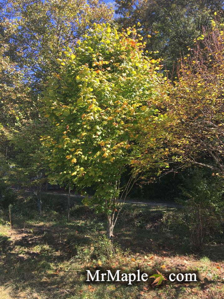 Buy Acer saccharum 'Green Column' Columnar Sugar Maple — Mr Maple │ Buy ...