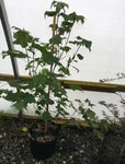 Buy Acer saccharum 'Green Column' Columnar Sugar Maple — Mr Maple │ Buy ...