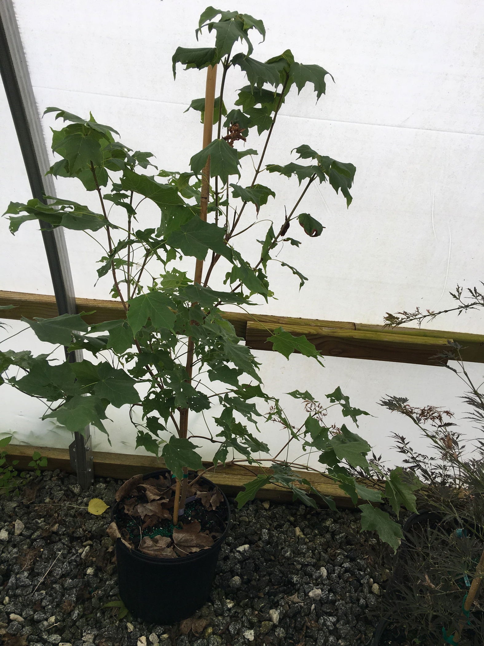 Buy Acer saccharum 'Green Column' Columnar Sugar Maple — Mr Maple │ Buy ...