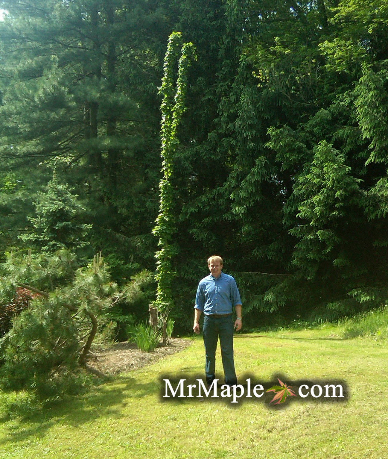 Buy Acer saccharum 'Monumentale' Columnar Sugar Maple — Mr Maple │ Buy ...