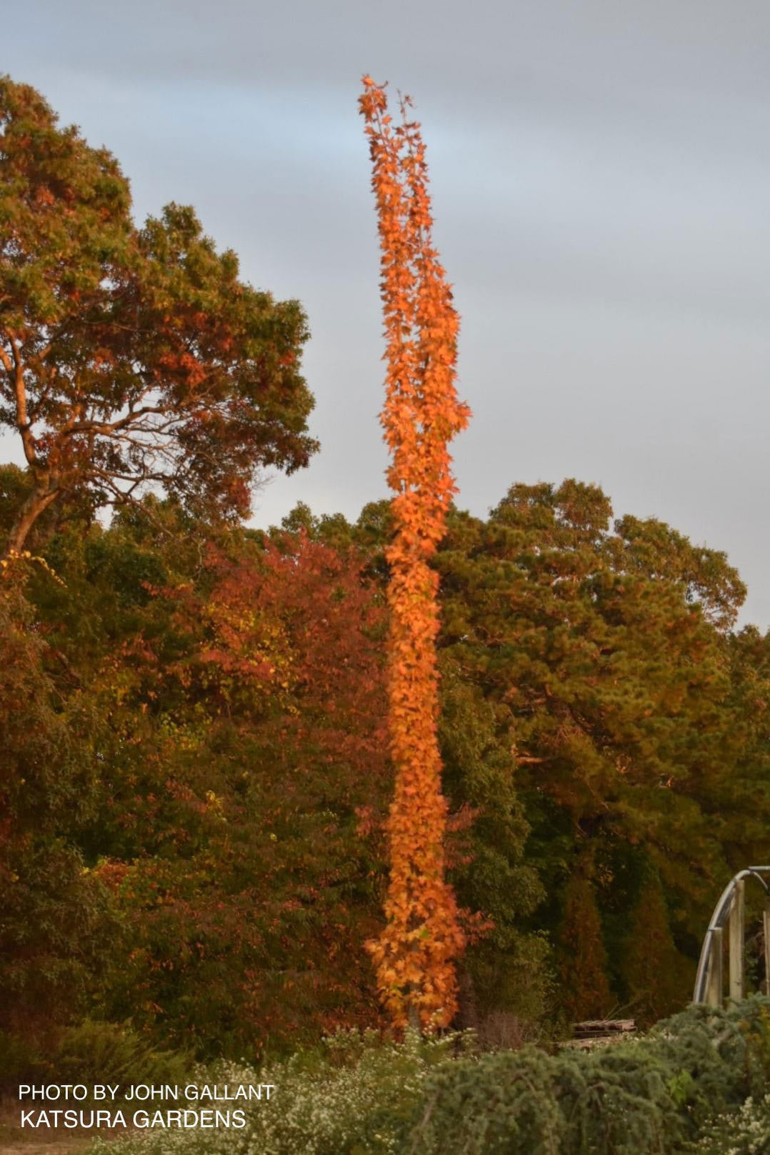 Buy Acer saccharum 'Newton's Sentry' Columnar Sugar Maple — Mr Maple ...