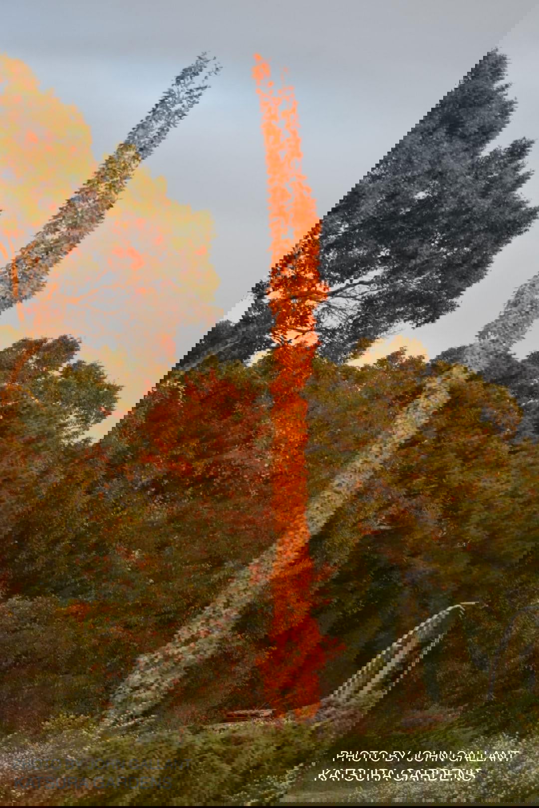 Buy Acer saccharum 'Newton's Sentry' Columnar Sugar Maple — Mr Maple ...