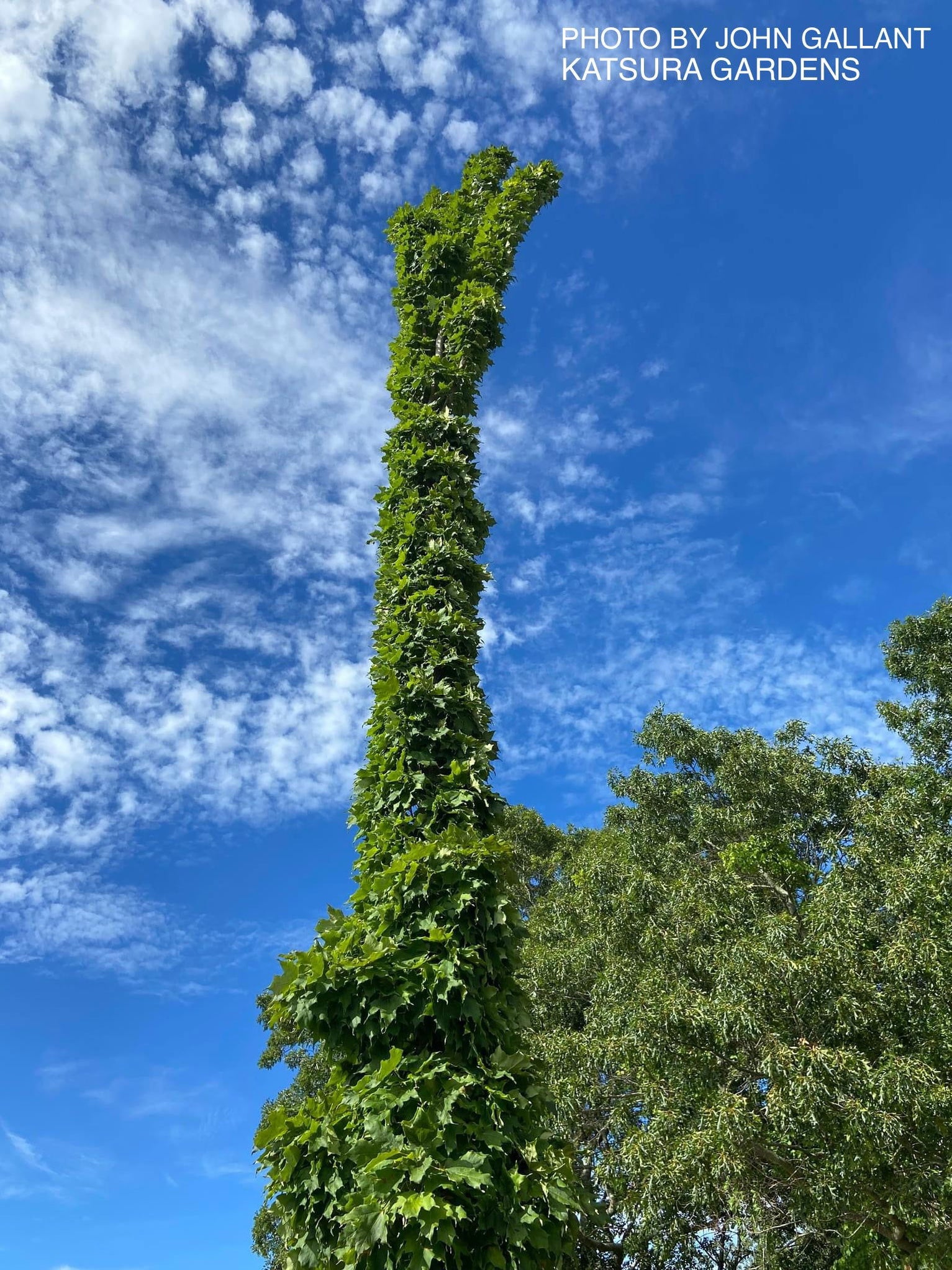 Buy Acer saccharum 'Newton's Sentry' Columnar Sugar Maple — Mr Maple ...