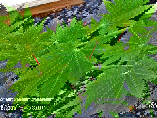 momiji tree in english