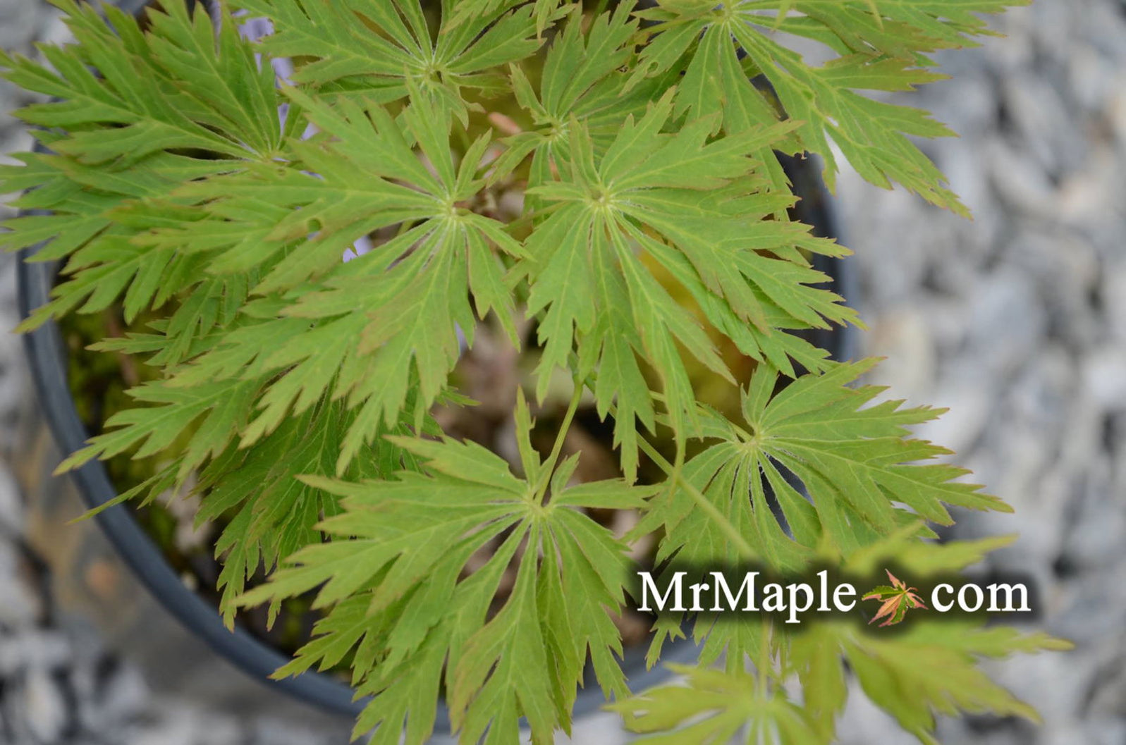 Buy Acer shirasawanum 'Green Snowflake' Weeping Full Moon Japanese ...