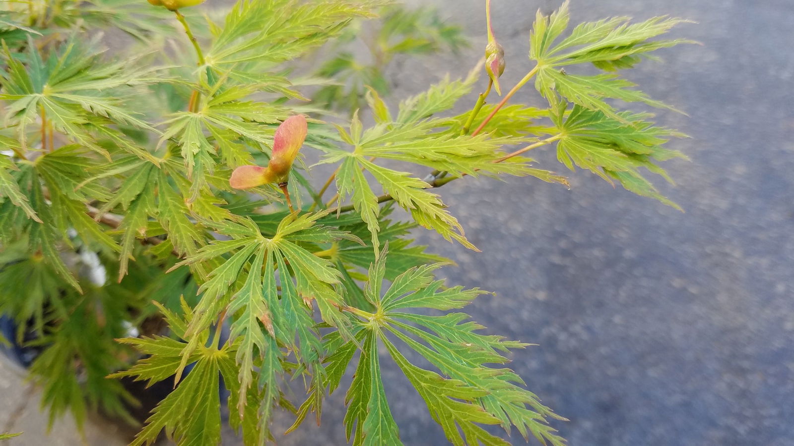 Buy Acer shirasawanum 'Green Snowflake' Weeping Full Moon Japanese ...