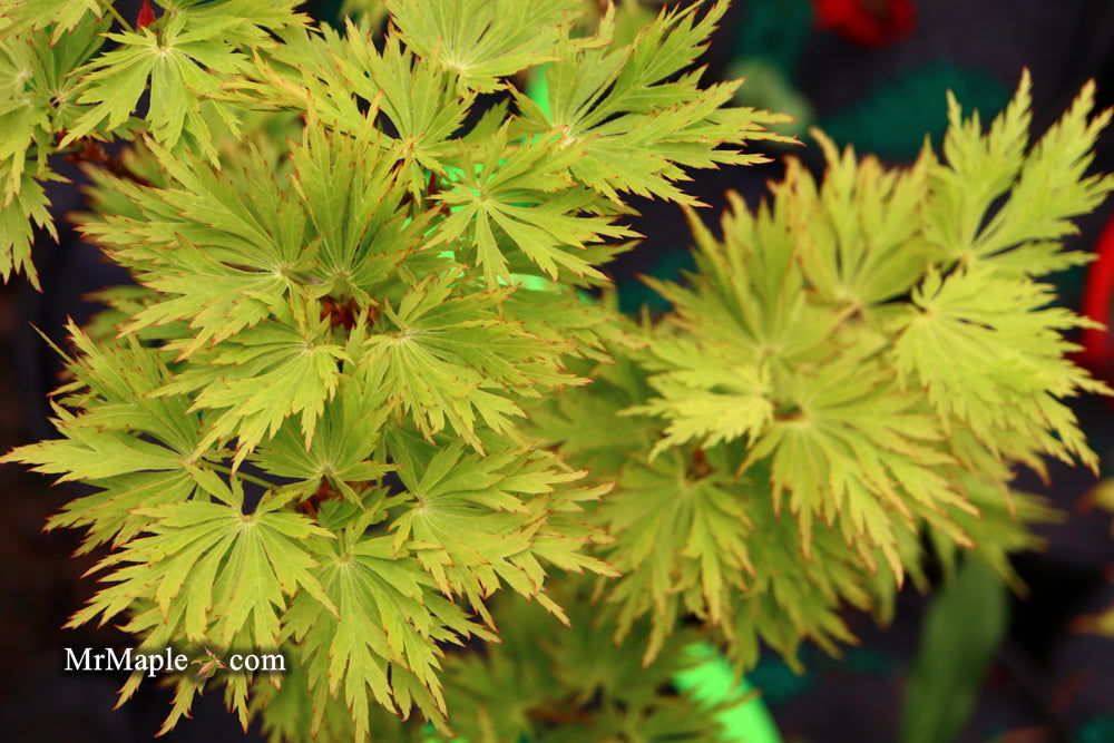 Buy Acer shirasawanum 'Green Snowflake' Weeping Full Moon Japanese ...