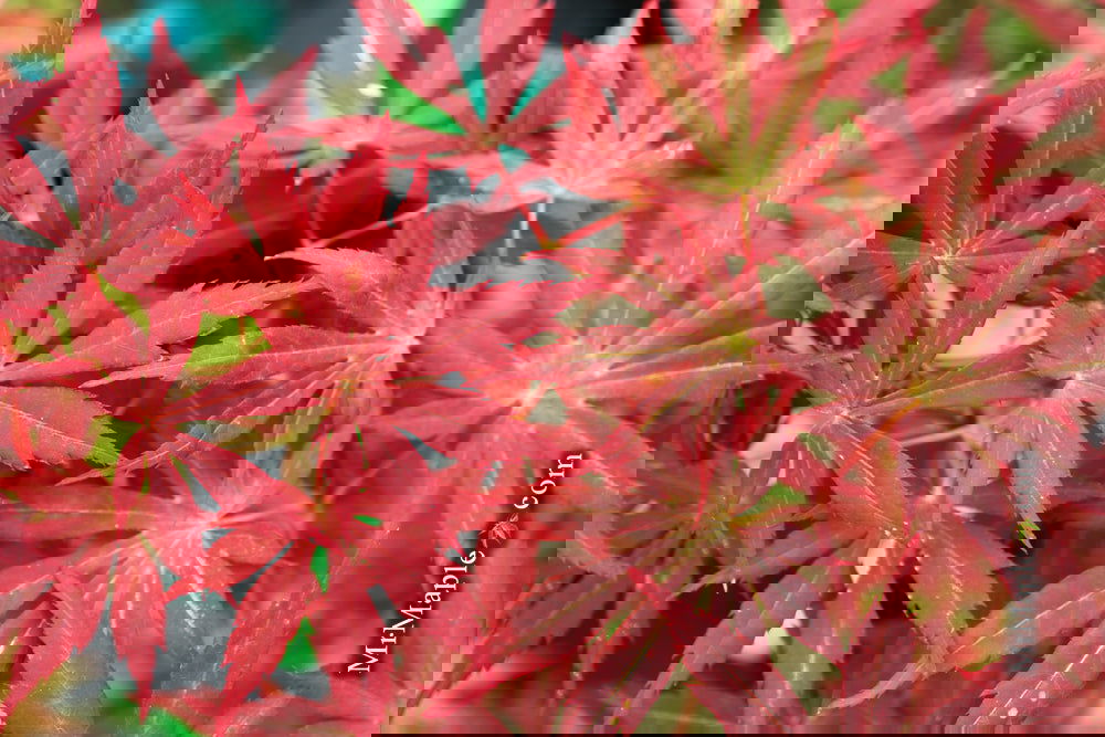 Buy Acer palmatum 'Little Fella' Dwarf Red Japanese Maple Tree — Mr ...