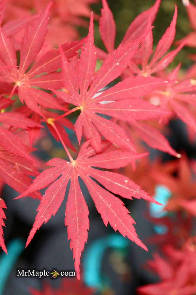 Buy Acer palmatum 'Little Fella' Dwarf Red Japanese Maple Tree — Mr ...